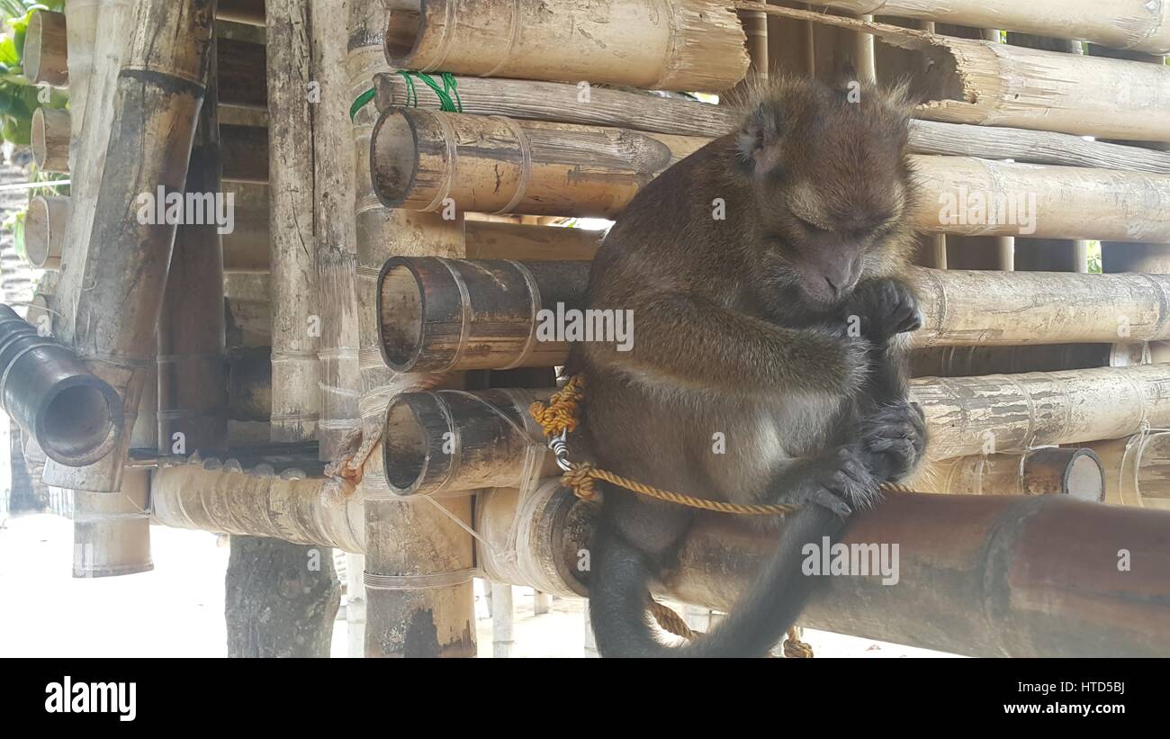 Monkey on a tree is playing with a stick at the restaurant on Honda bay ...
