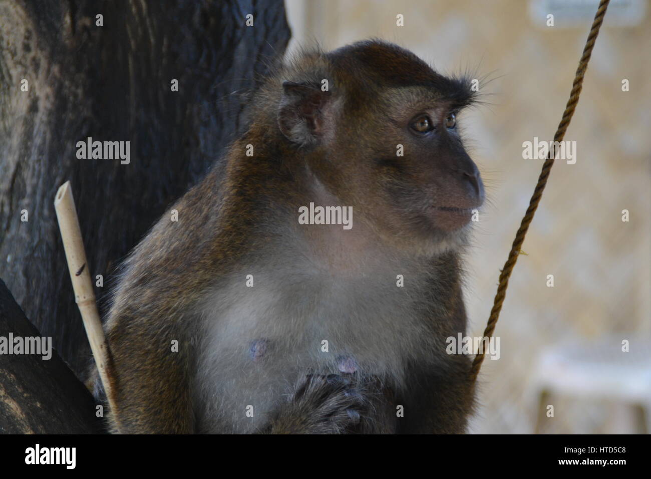 Monkey on a tree is playing with a stick at the restaurant on Honda bay ...