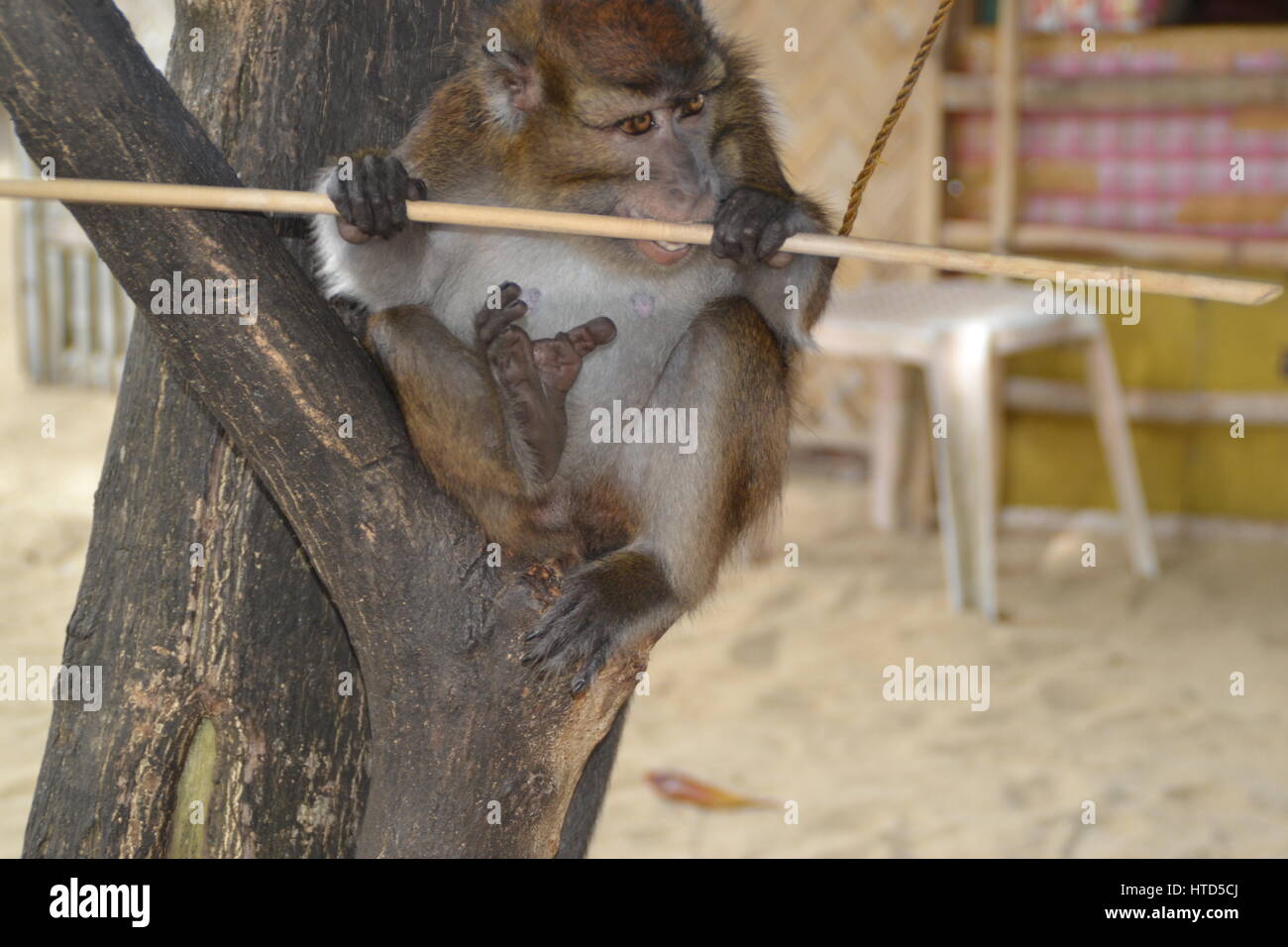 Monkey on a tree is playing with a stick at the restaurant on Honda bay ...