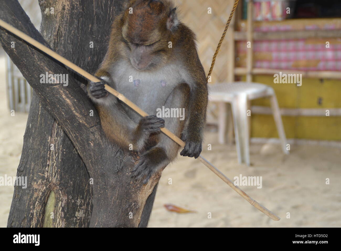 Monkey on a tree is playing with a stick at the restaurant on Honda bay ...