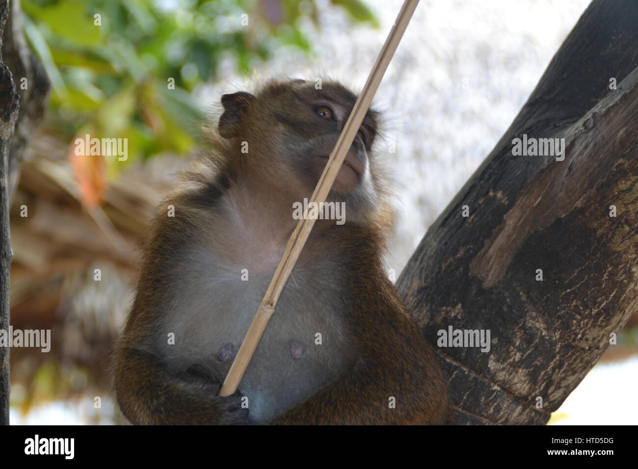 Monkey on a tree is playing with a stick at the restaurant on Honda bay ...