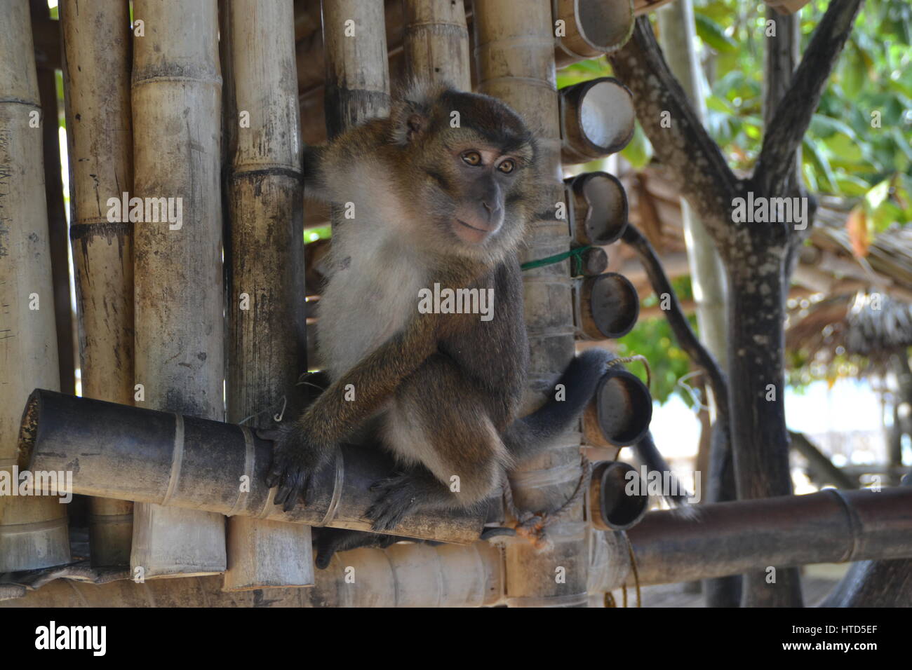 Monkey on a tree is playing with a stick at the restaurant on Honda bay ...