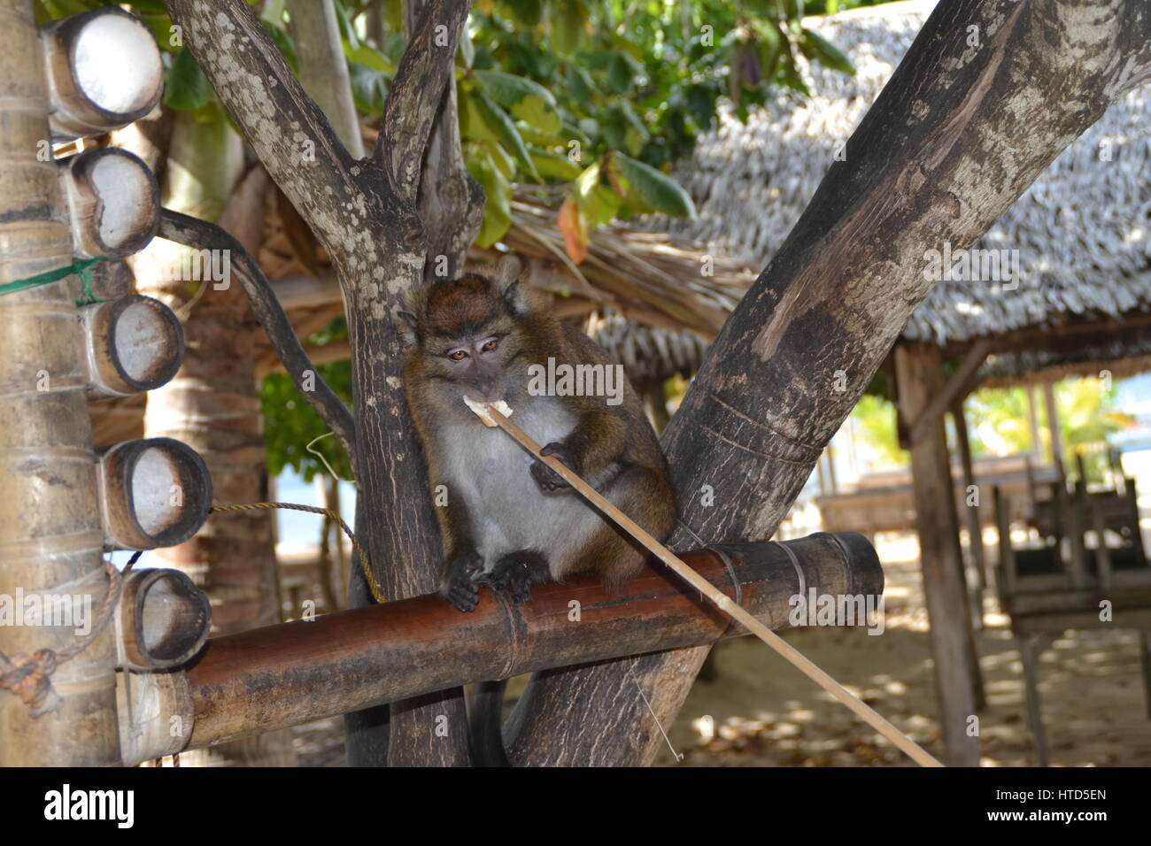 Monkey on a tree is playing with a stick at the restaurant on Honda bay ...