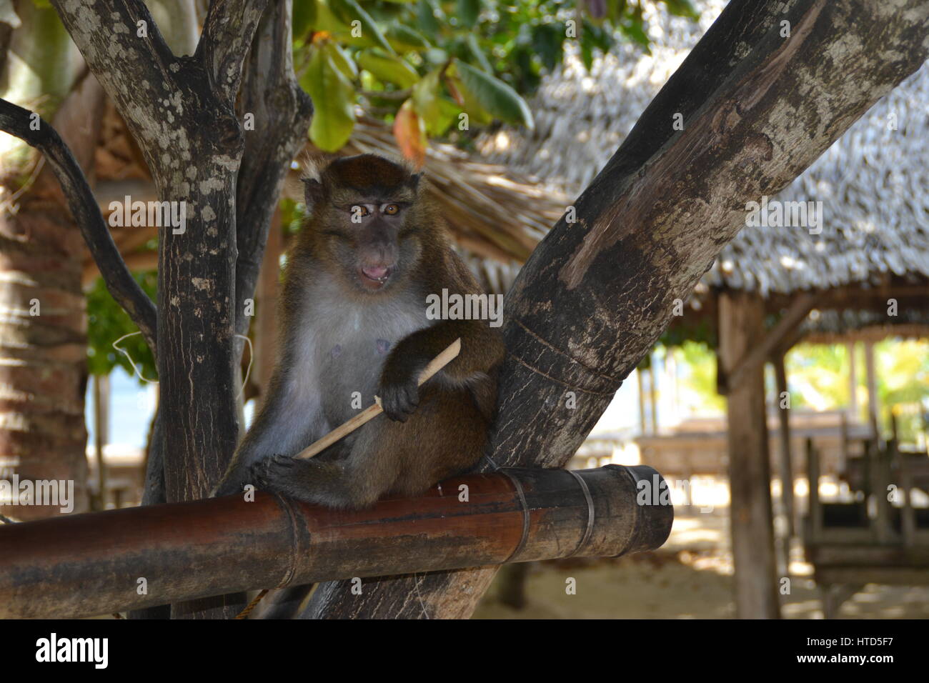 Monkey on a tree is playing with a stick at the restaurant on Honda bay ...