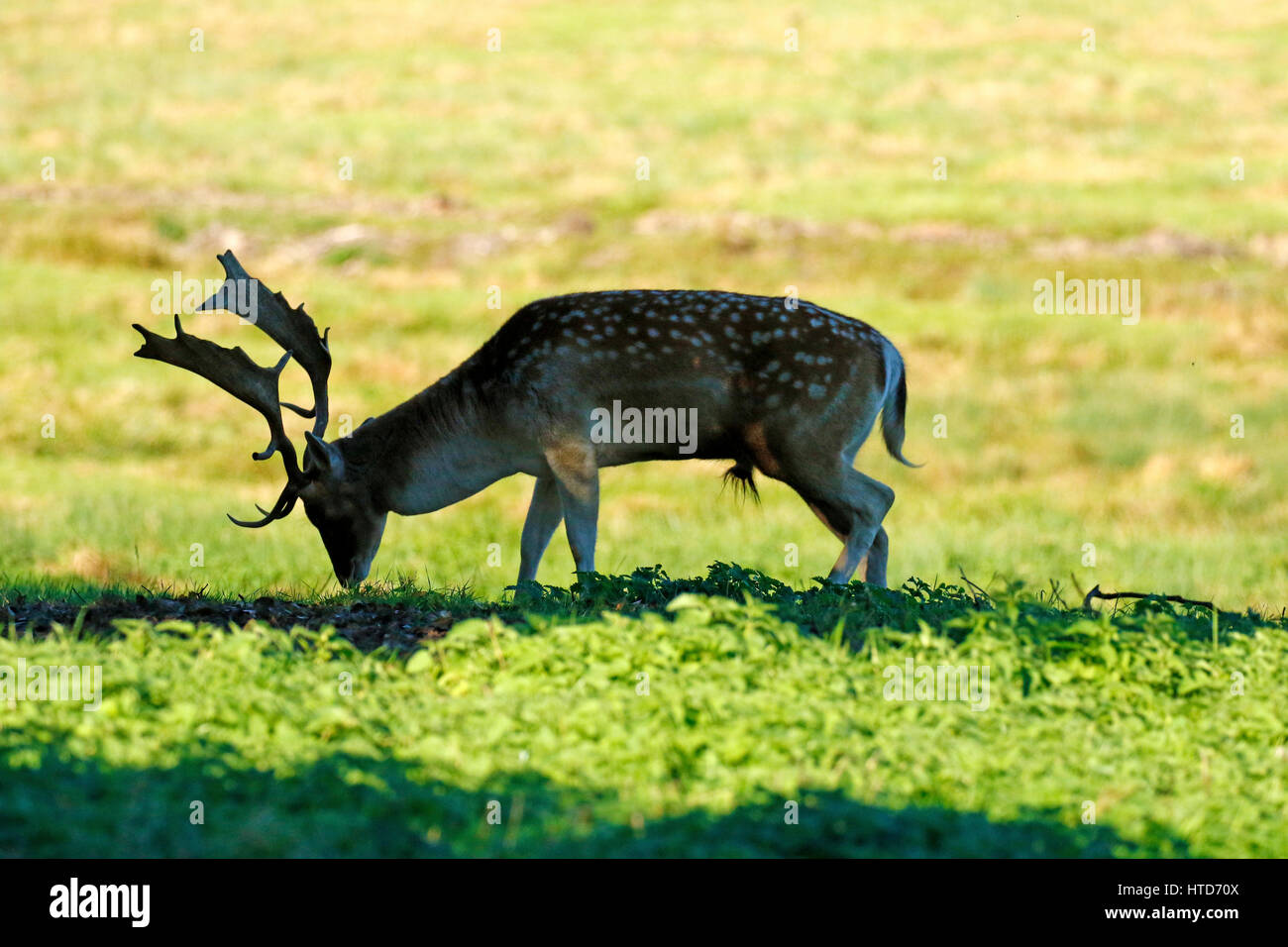 Magnificent Fallow buck in the deer park at Powderham Castle Devon ...