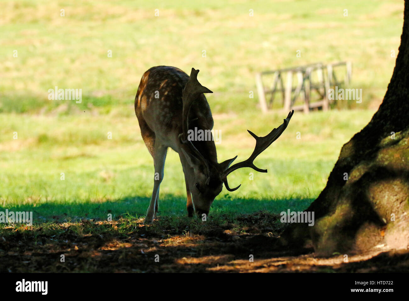 Magnificent Fallow buck in the deer park at Powderham Castle Devon ...