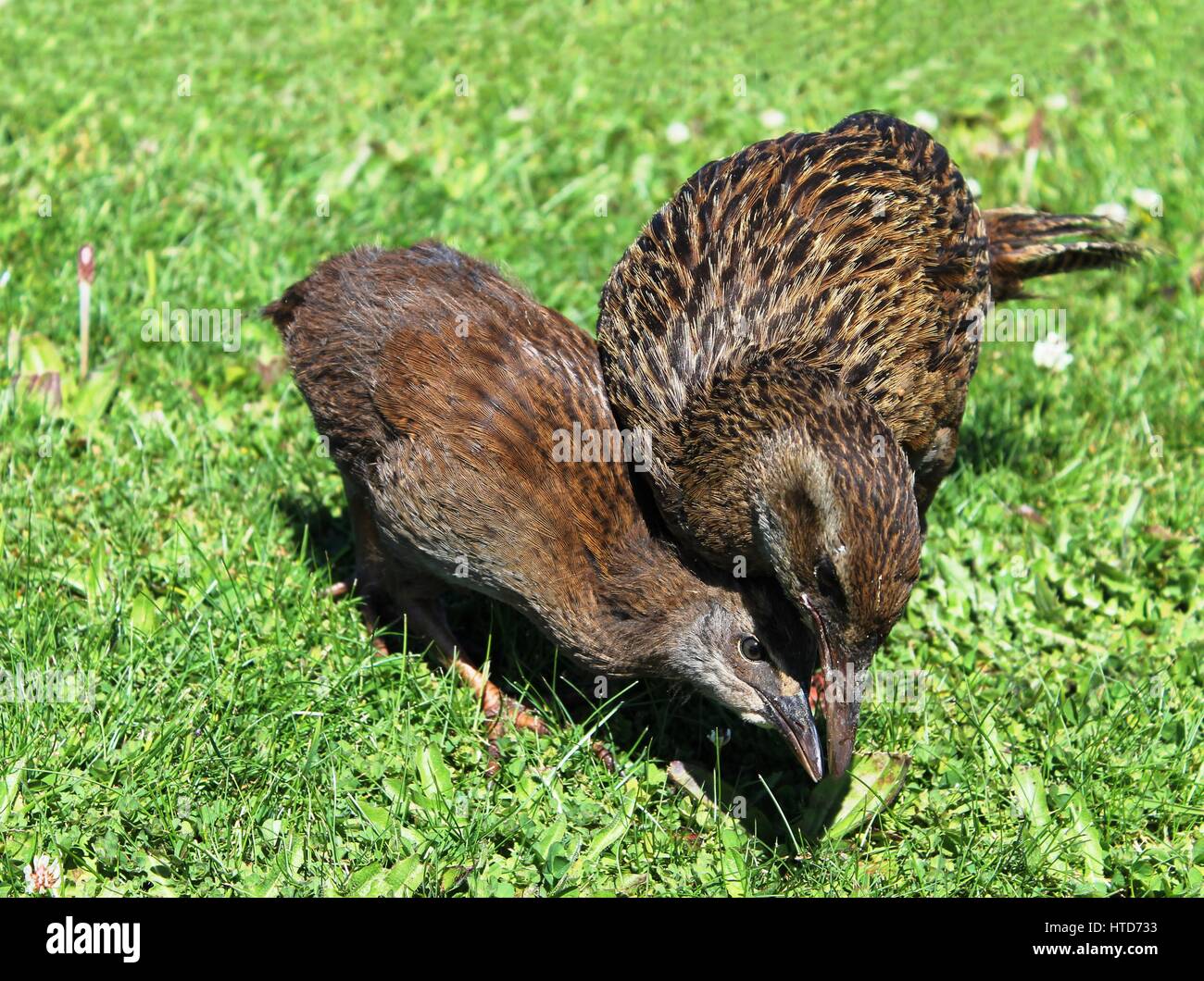 New Zealand Weka Stock Photo - Alamy
