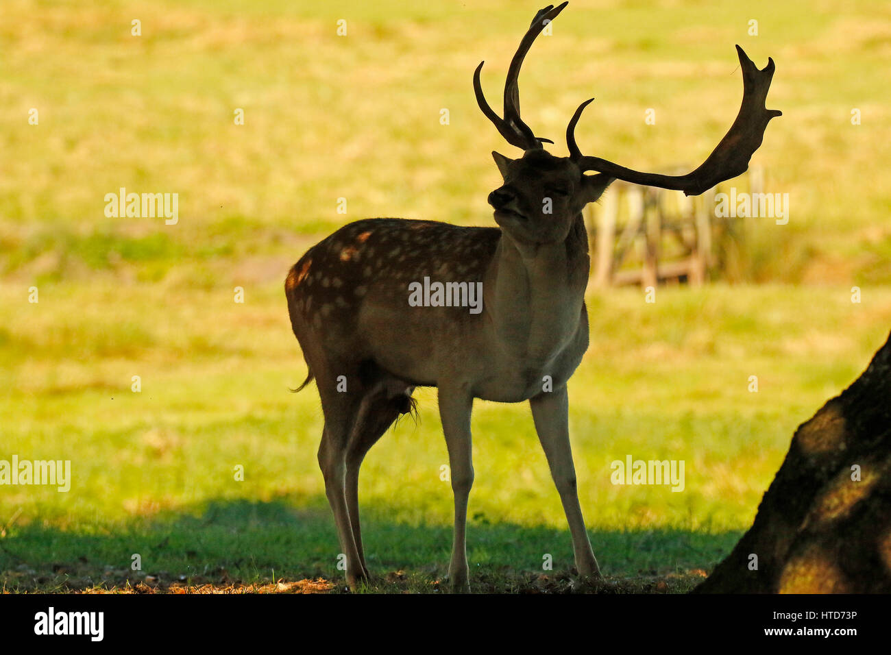 Magnificent Fallow buck in the deer park at Powderham Castle Devon ...