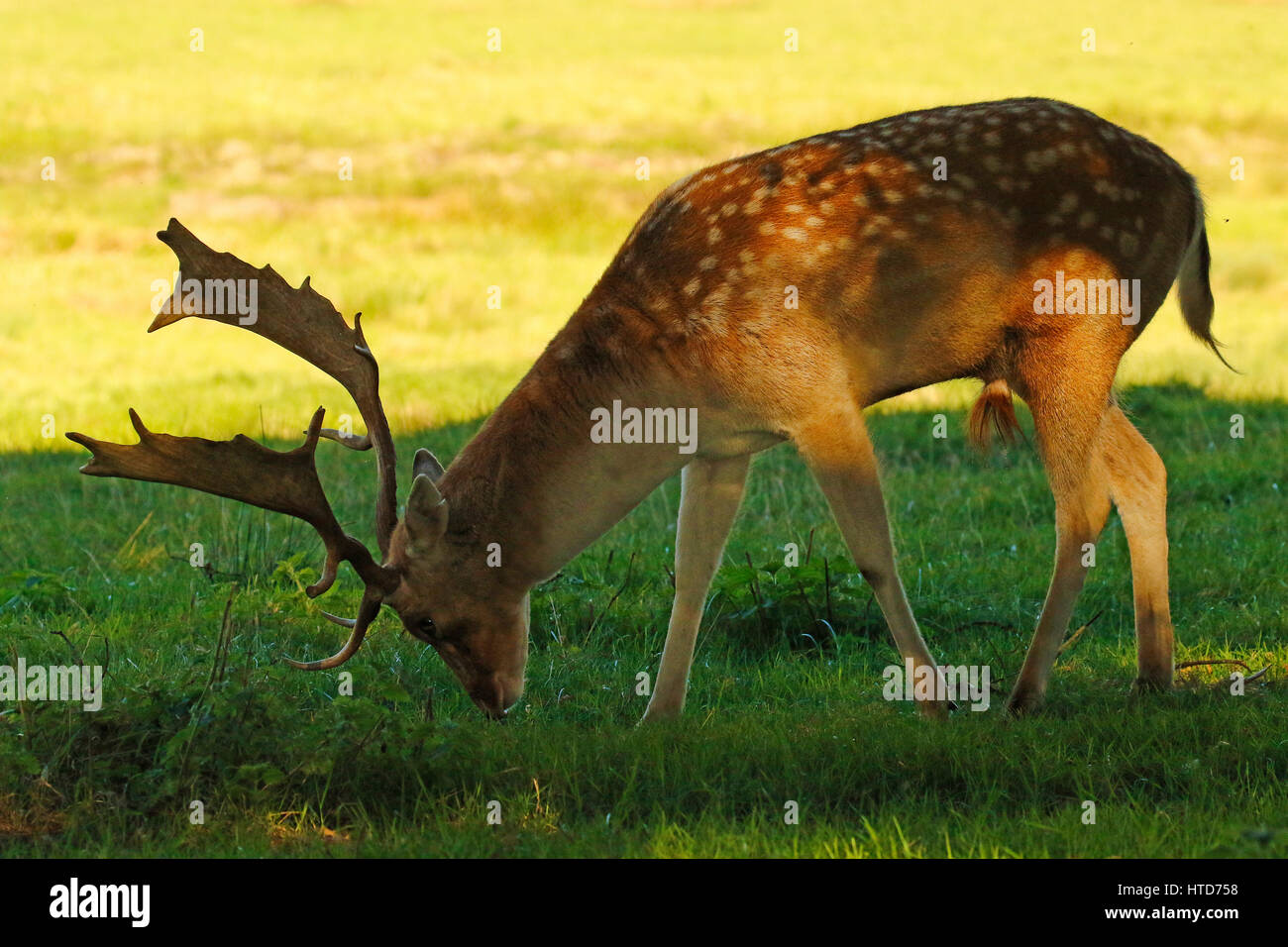Magnificent Fallow buck in the deer park at Powderham Castle Devon ...