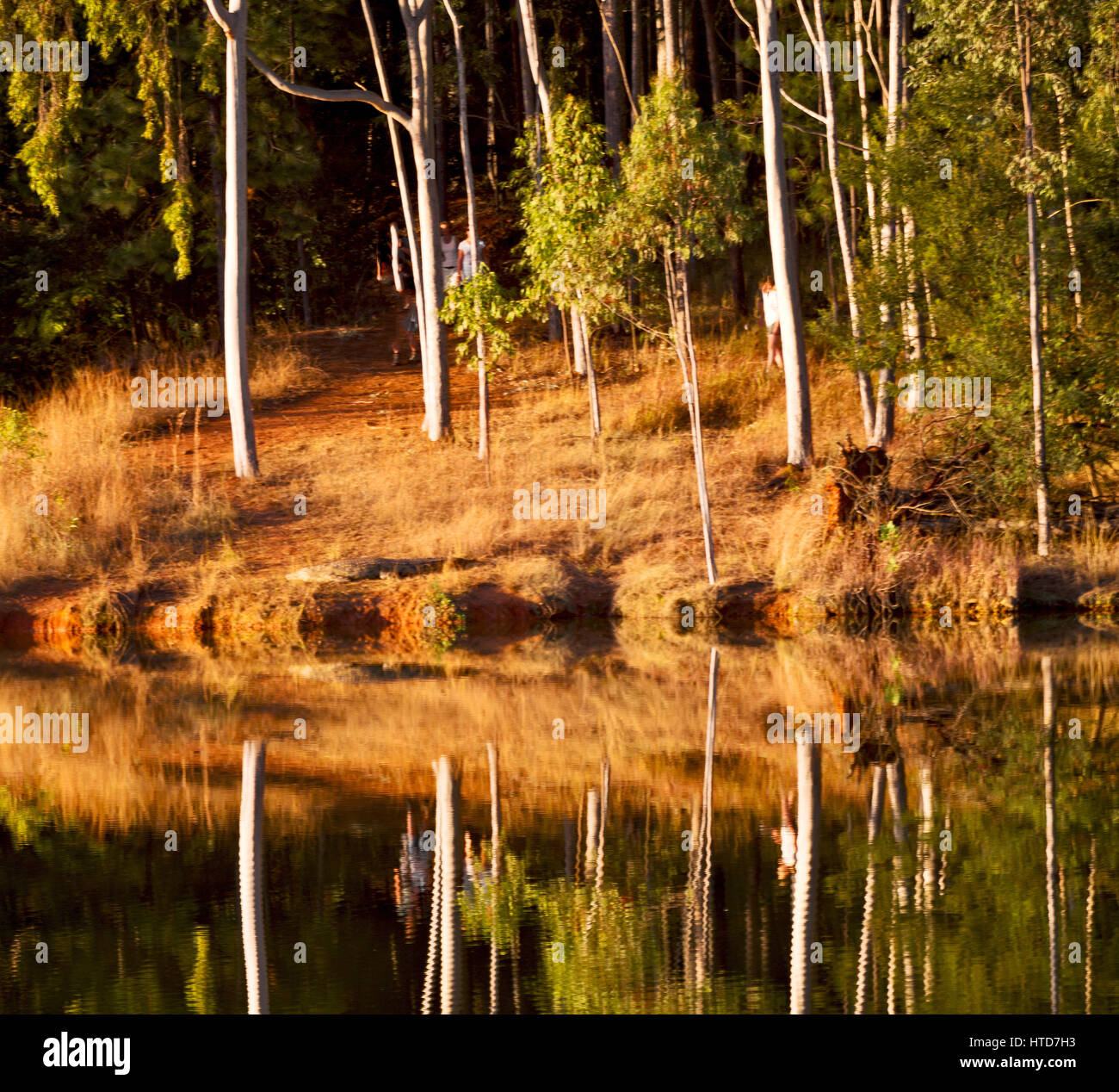 in lesotho mlilwane wildlife santuary the pound lake and tree ...