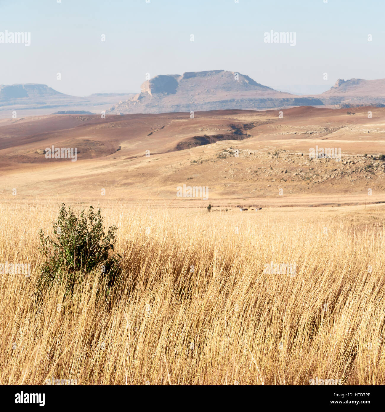 blur in south africa plant land bush and tree near the mountain Stock ...