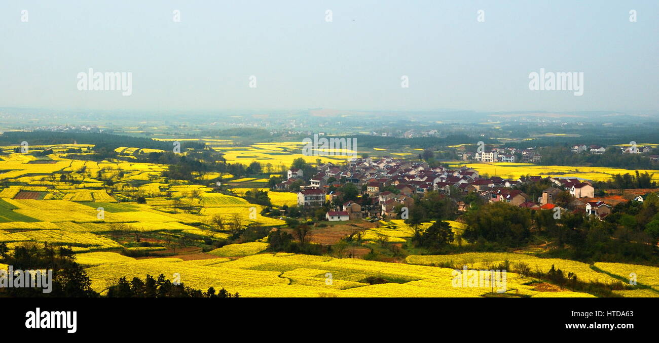 Xuancheng, China. 10th Mar, 2017. As rapeseed flowers blossom in spring ...