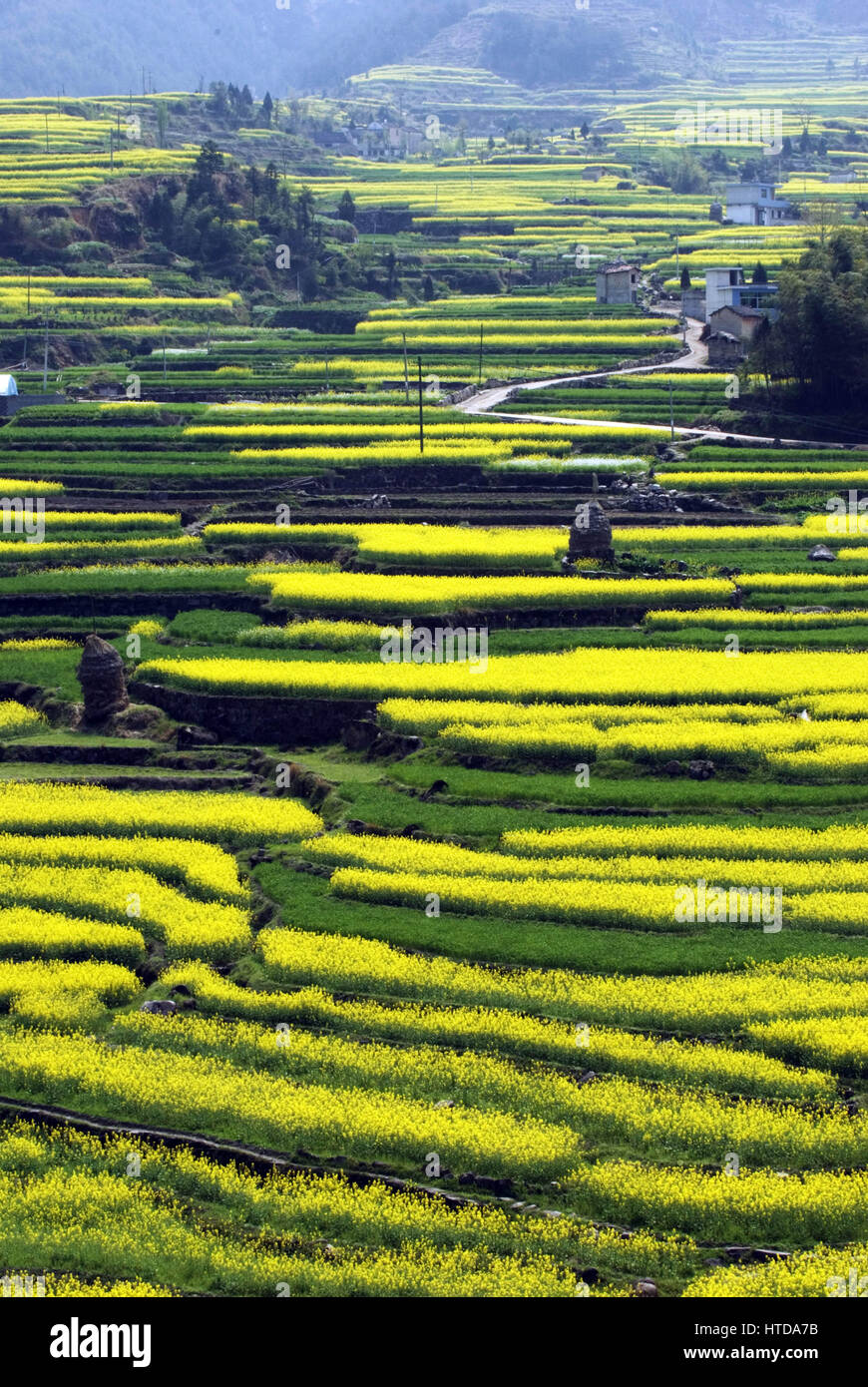 Xuancheng, China. 10th Mar, 2017. As rapeseed flowers blossom in spring ...