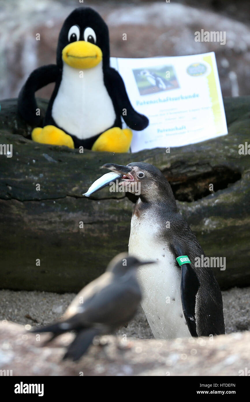 Computer Operating System Penguin