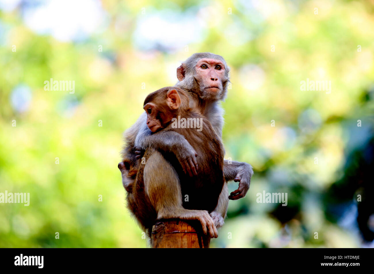 Yangon zoological gardens hi-res stock photography and images - Alamy