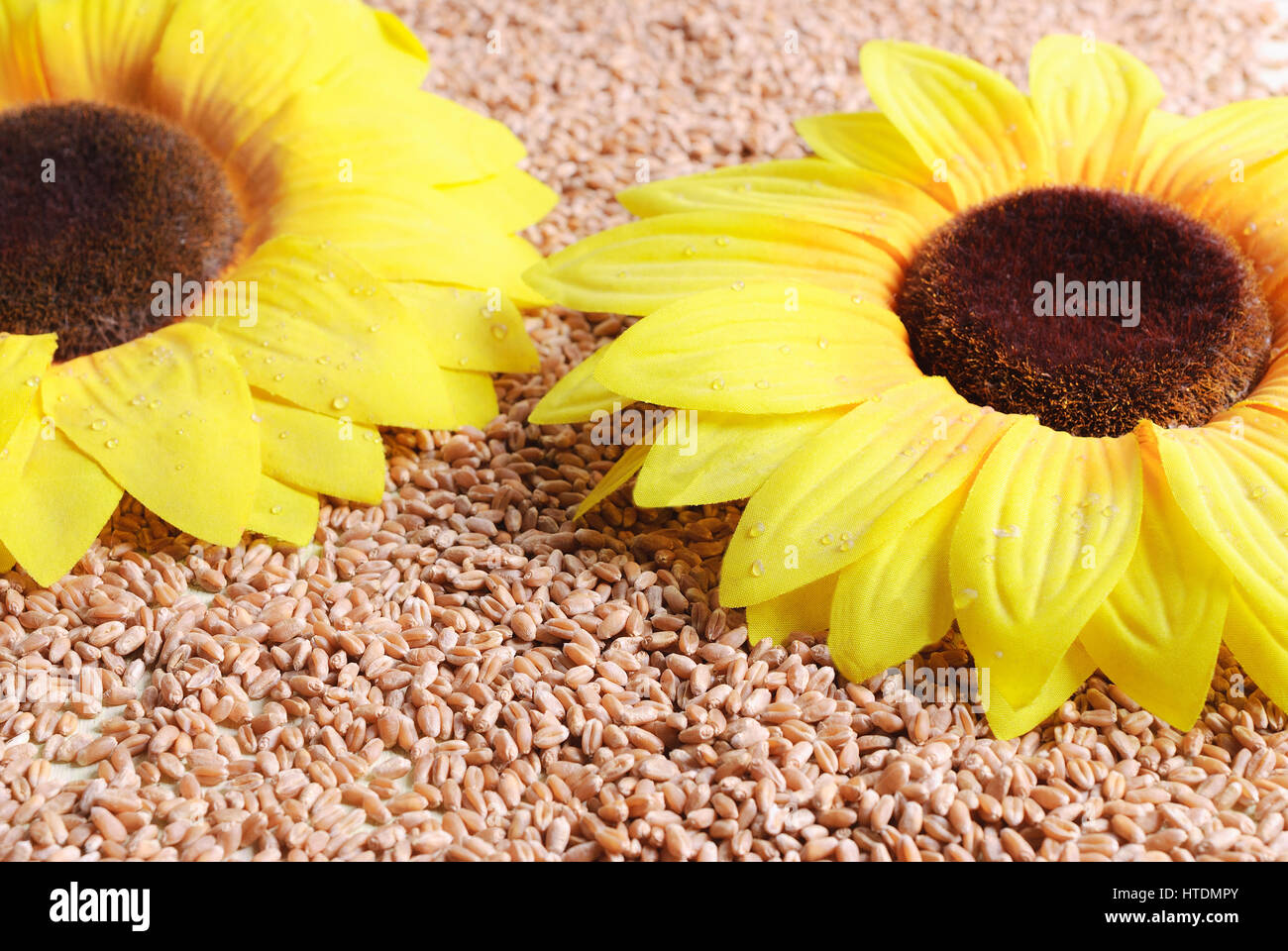 Wheat pollination hi-res stock photography and images - Alamy