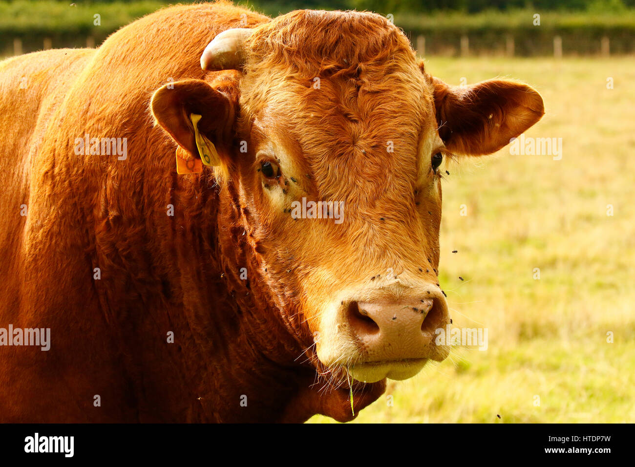 Award winning cow hi-res stock photography and images - Alamy