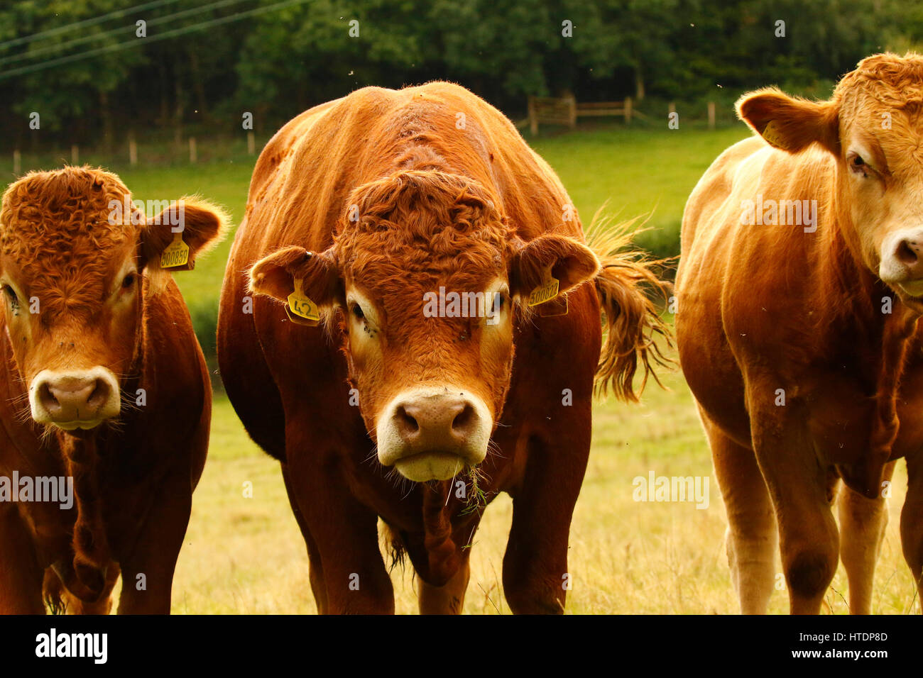 Award winning cow hi-res stock photography and images - Alamy