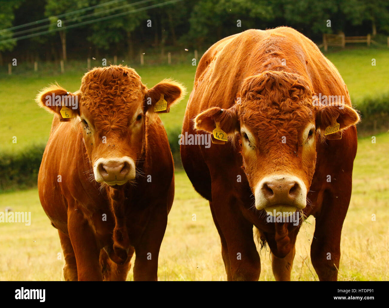 Award winning cattle Stock Photo - Alamy