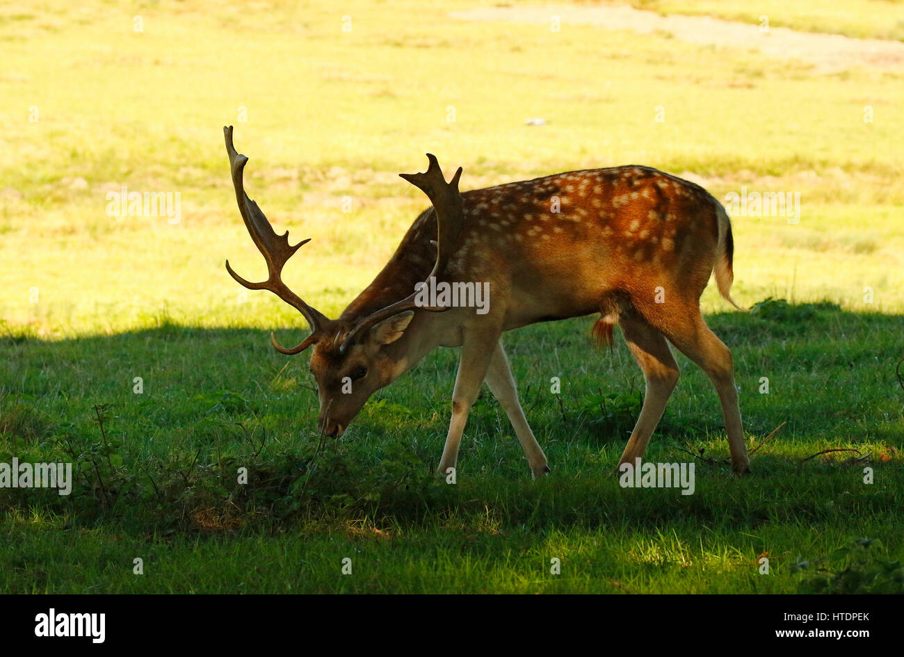 Magnificent Fallow Buck in Powderham castle deer park Stock Photo - Alamy