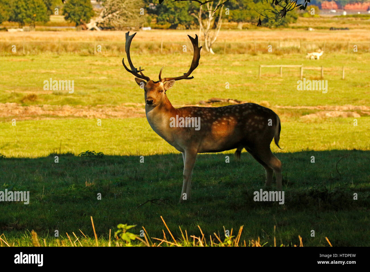 Magnificent Fallow Buck in Powderham castle deer park Stock Photo - Alamy