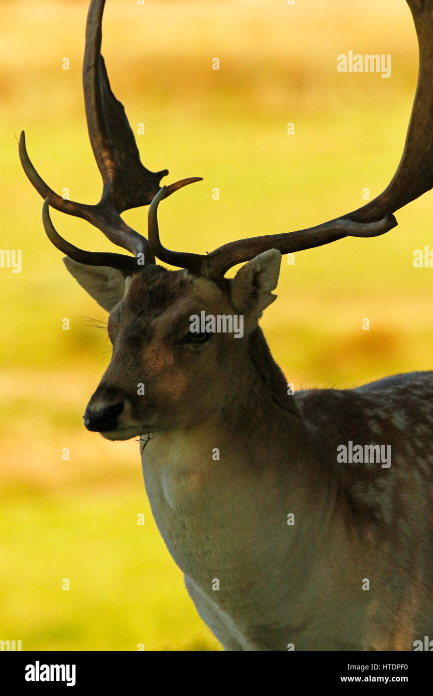 Magnificent Fallow Buck in Powderham castle deer park Stock Photo - Alamy