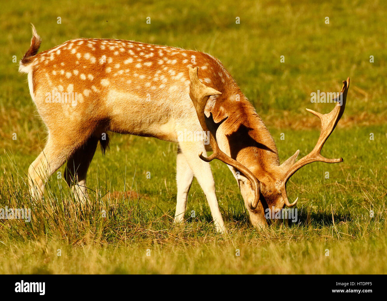Magnificent Fallow Buck in Powderham castle deer park Stock Photo - Alamy