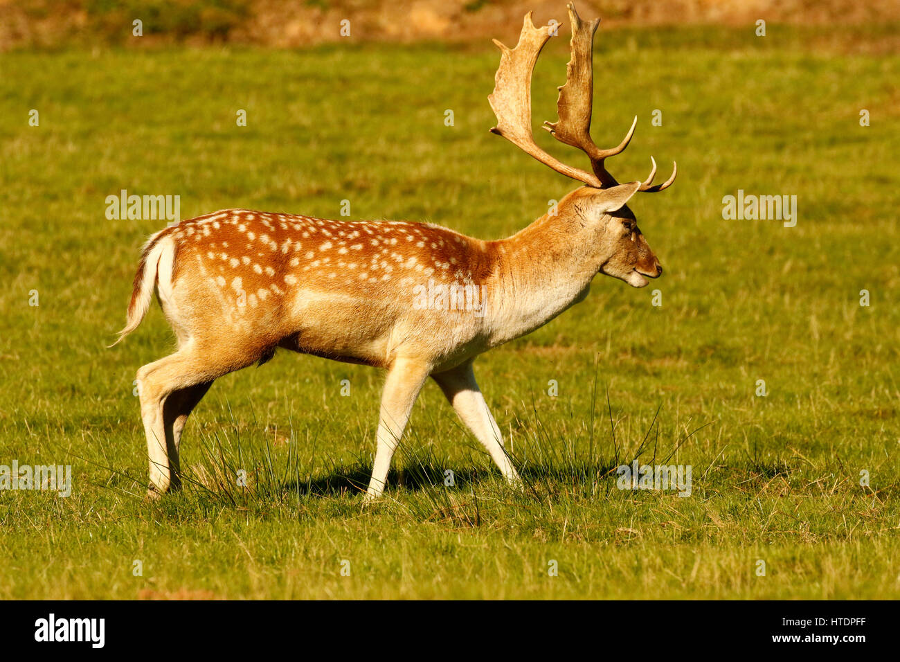 Magnificent Fallow Buck in Powderham castle deer park Stock Photo - Alamy