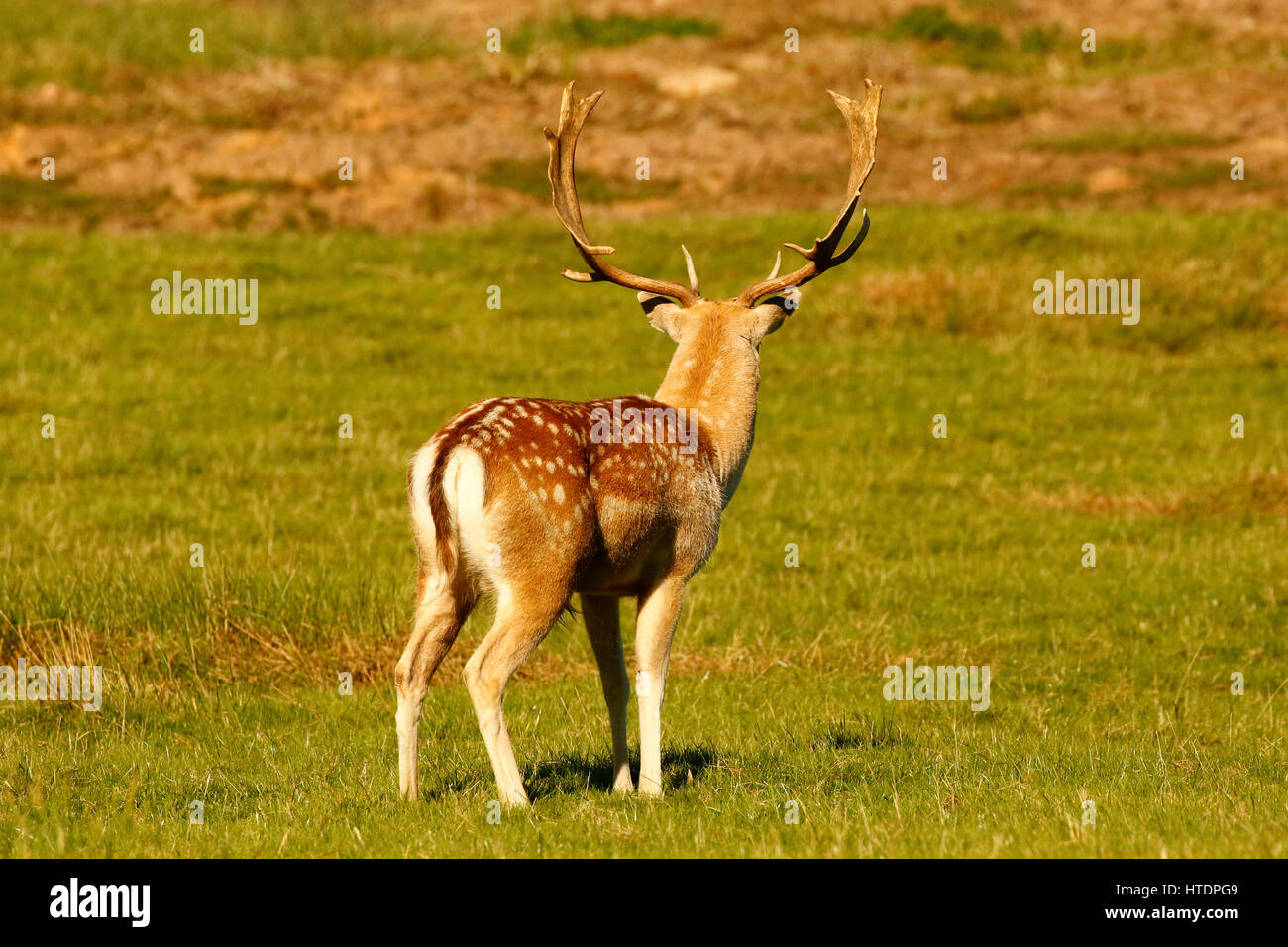 Magnificent Fallow Buck in Powderham castle deer park Stock Photo - Alamy