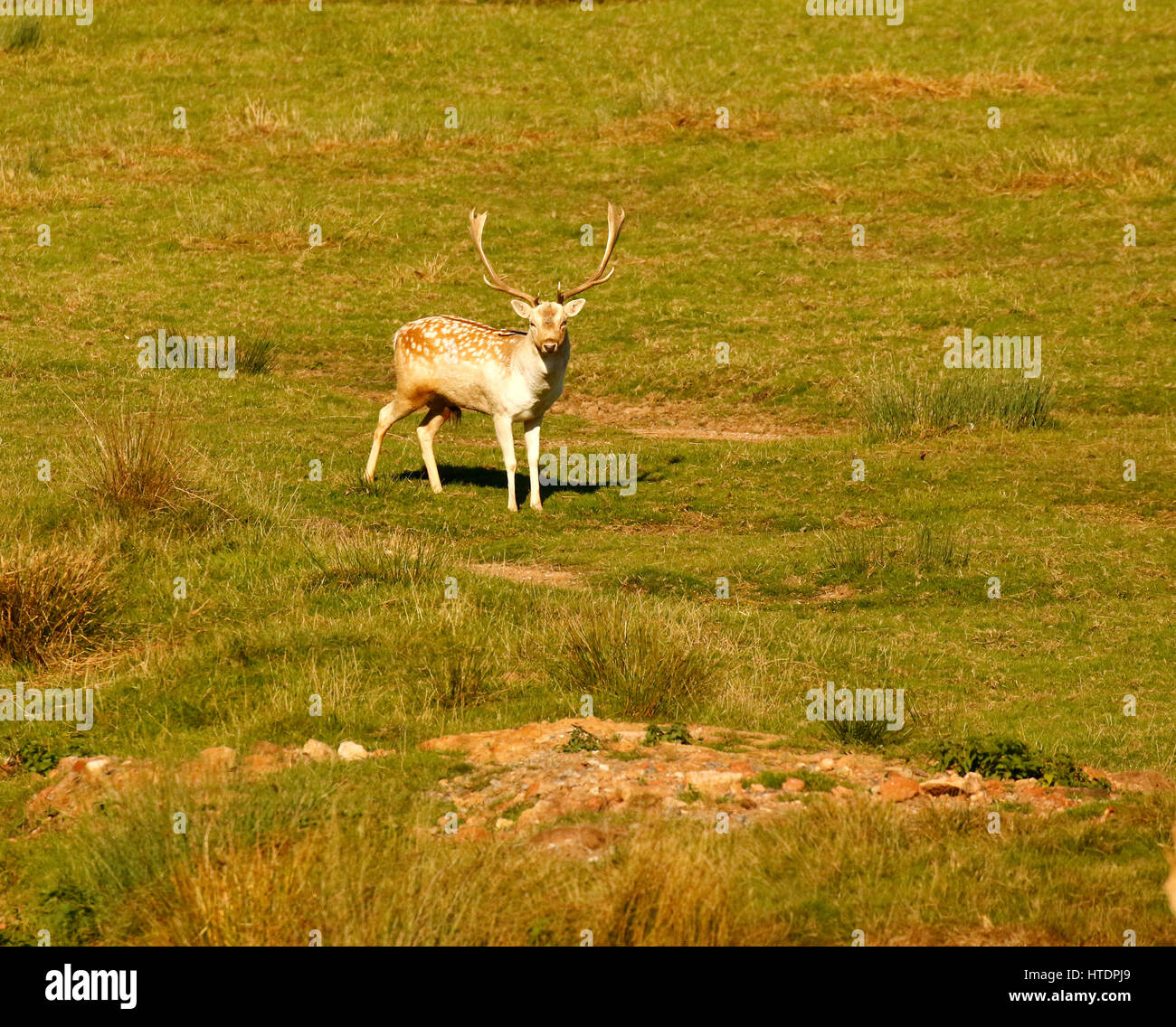 Magnificent Fallow Buck in Powderham castle deer park Stock Photo - Alamy