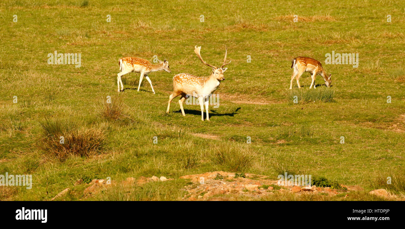 Magnificent Fallow Buck in Powderham castle deer park Stock Photo - Alamy