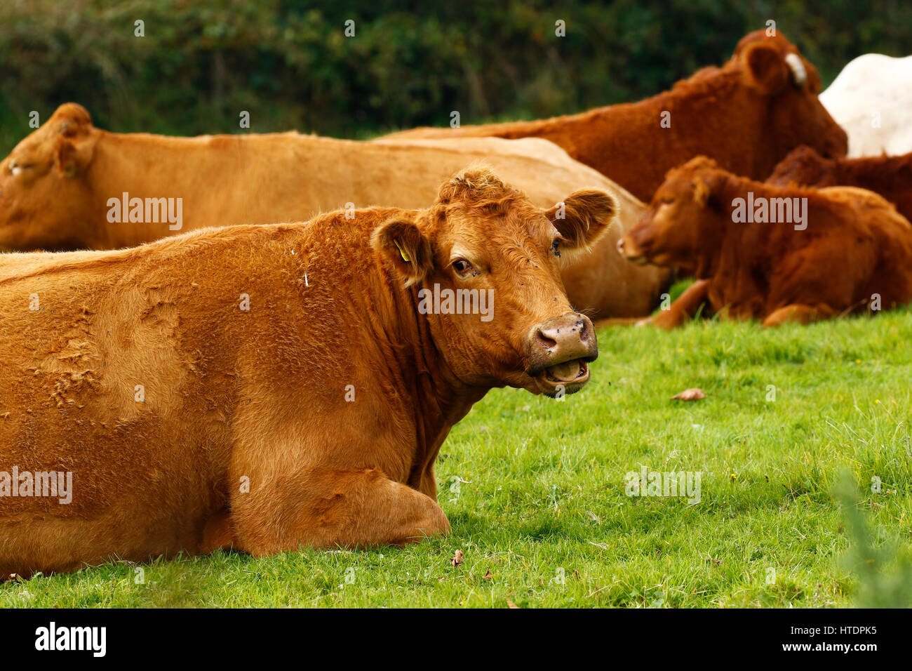 Devonshire cow hi-res stock photography and images - Alamy