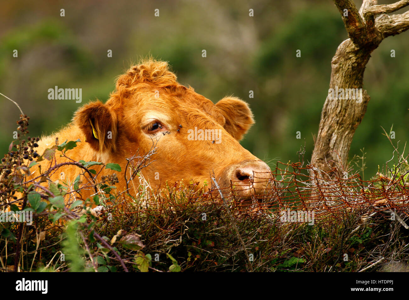 Cute cow images hi-res stock photography and images - Alamy