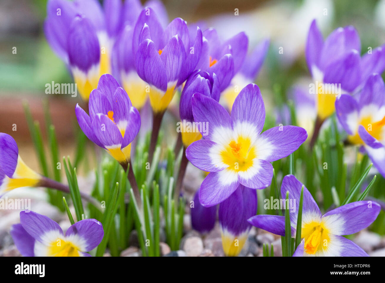 Crocus sieberi subsp. sublimis 'Tricolor' flowers Stock Photo - Alamy