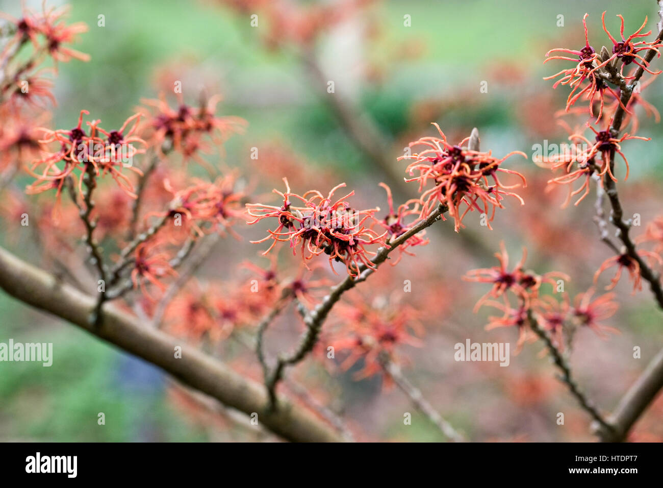 Hamamelis x intermedia 'Rubin' flowers Stock Photo - Alamy