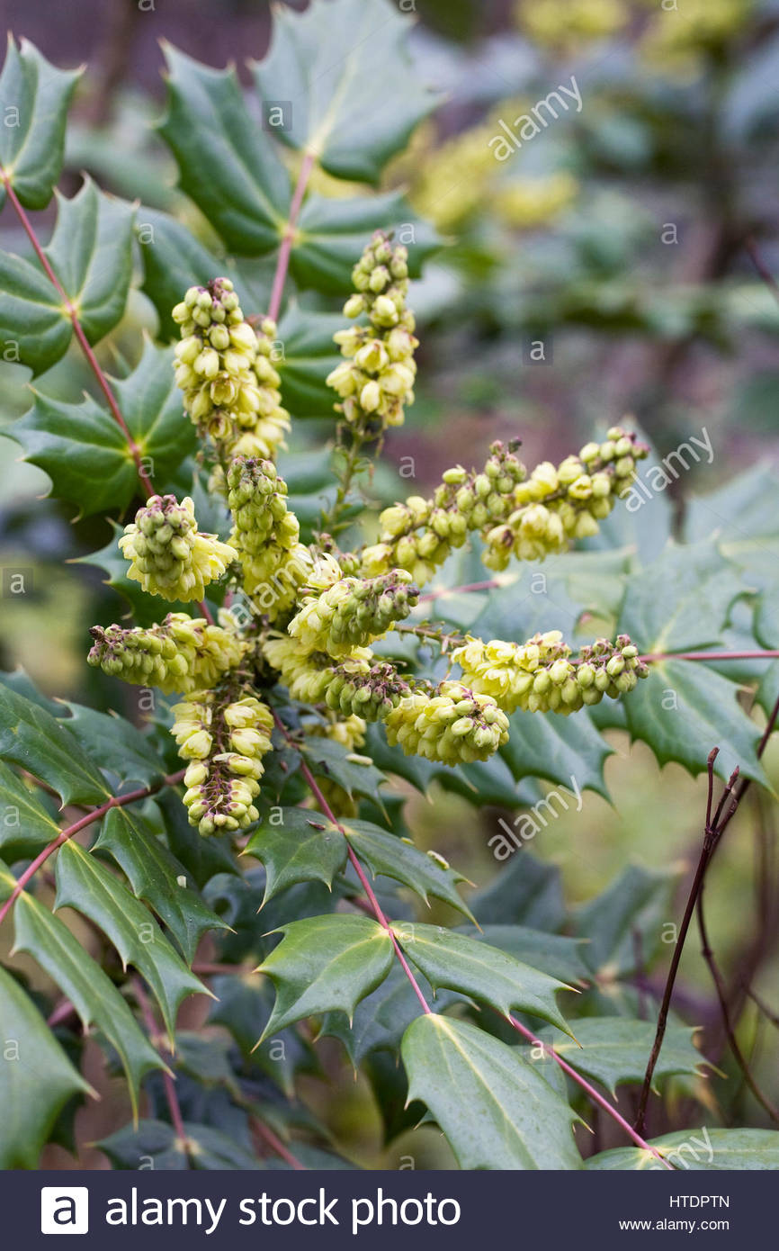 Mahonias High Resolution Stock Photography and Images - Alamy