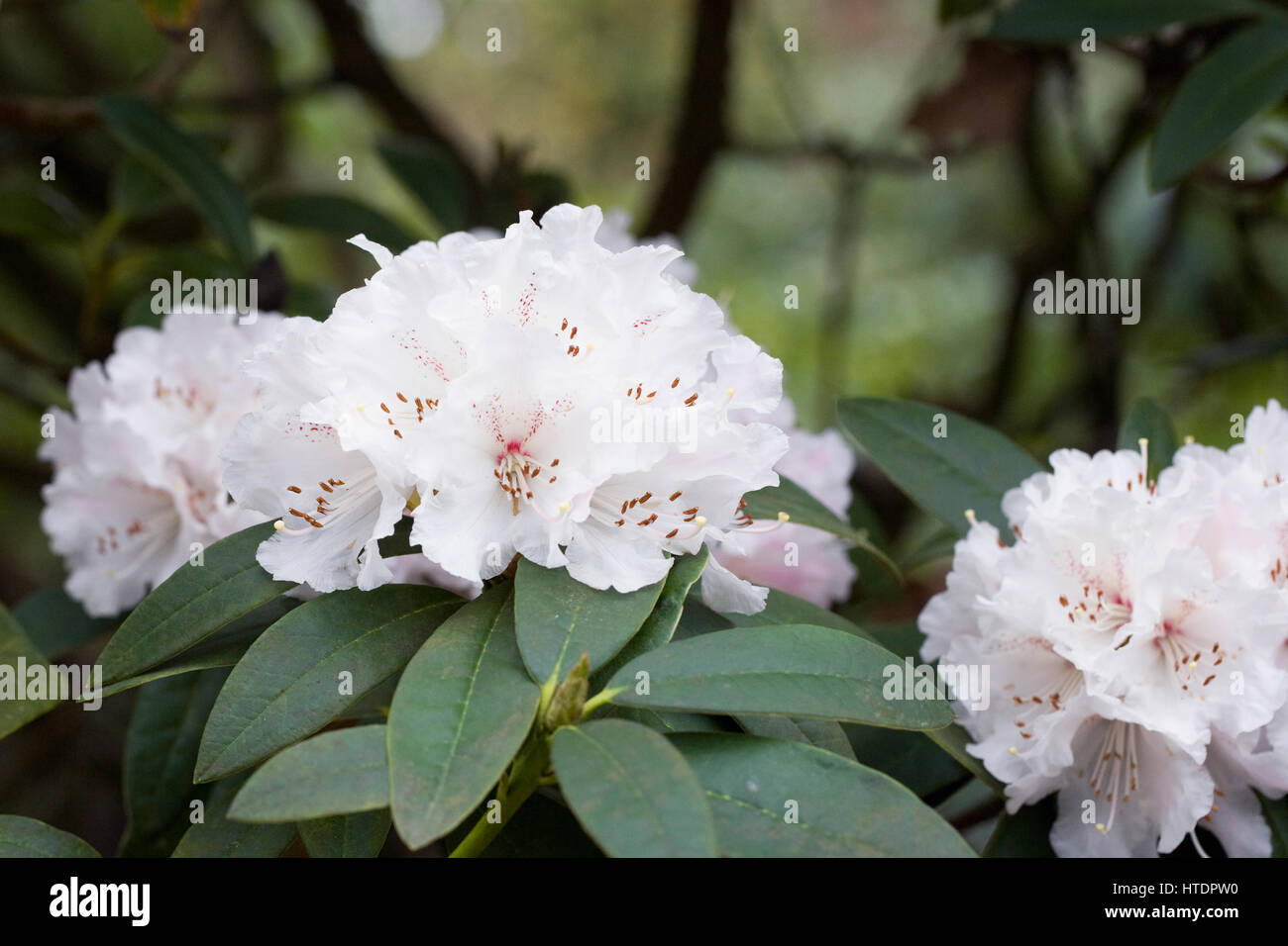Rhododendron 'Rosa mundi' flowers Stock Photo - Alamy