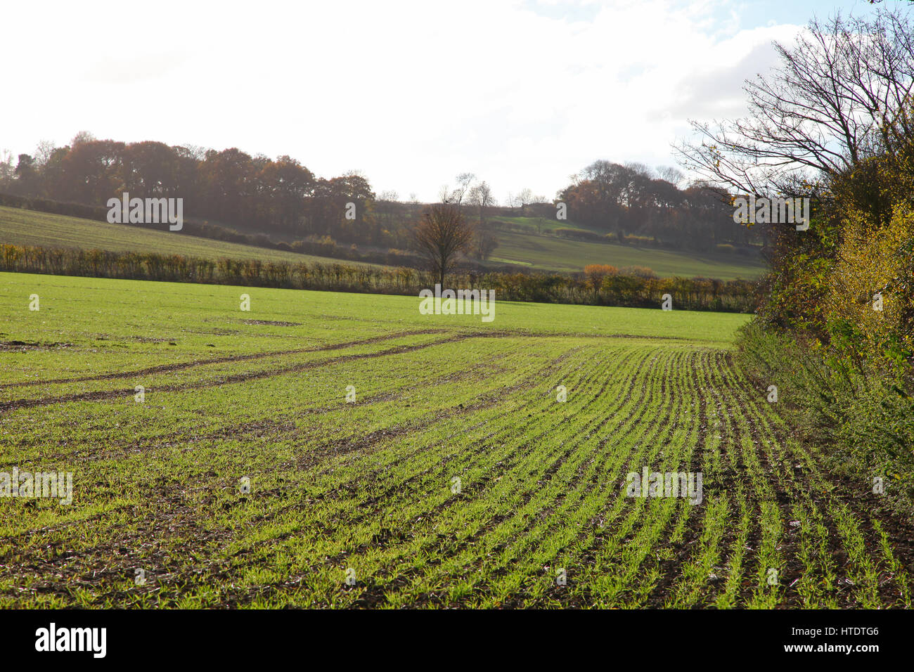 Ploughed field, patterns, straight furrows, ground, seedbed, Autumn ...