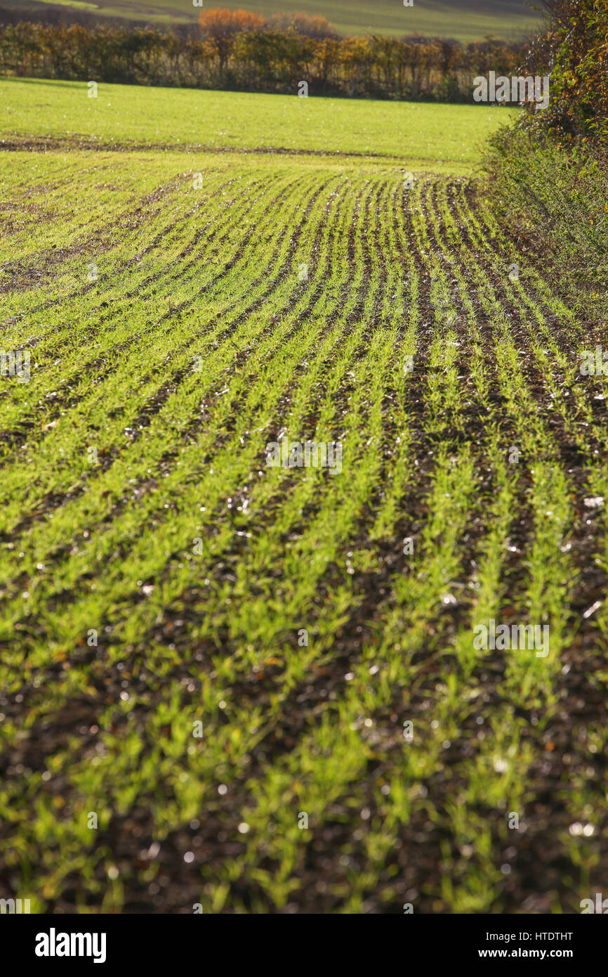 Ploughed field, patterns, straight furrows, ground, seedbed, Autumn ...