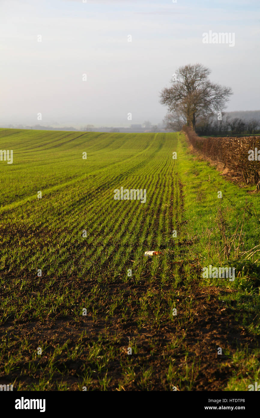 Ploughed field, patterns, straight furrows, hedgerow, hedge, Autumn ...