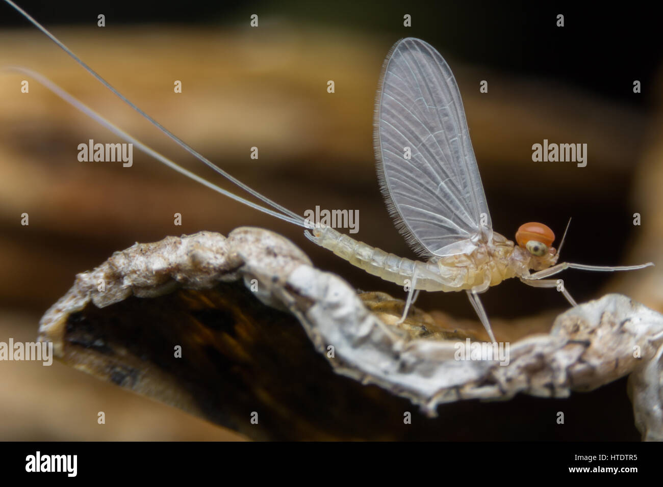 Mayfly Super Macro, Insect in Nonthaburi Thailand Stock Photo - Alamy