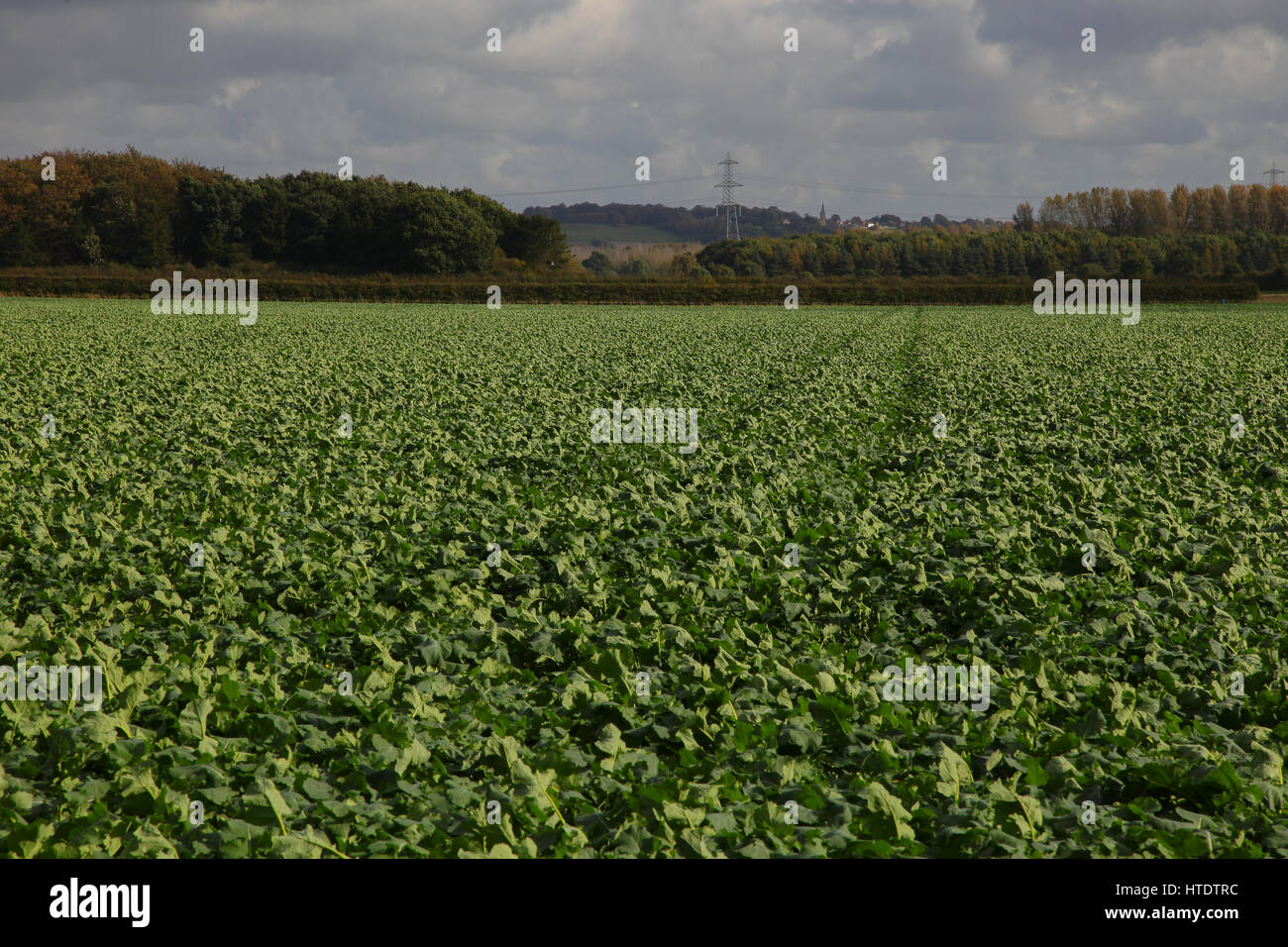 Ploughed field, patterns, straight furrows, ground, seedbed, Autumn ...
