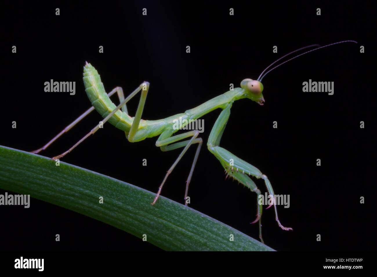 Marbled Mantis High Resolution Stock Photography and Images - Alamy