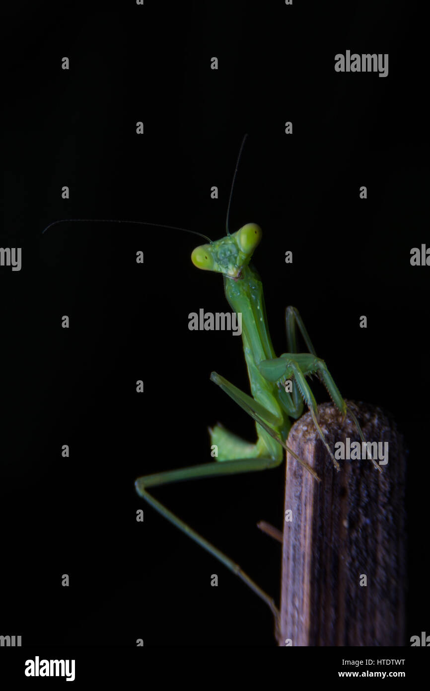 Mantis on a leaf Stock Photo - Alamy