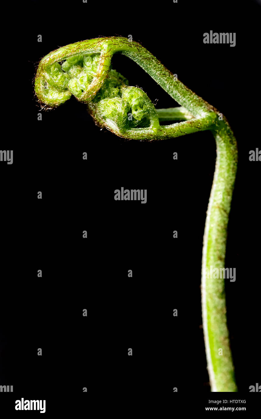 Fern sprout over black background, macro shot Stock Photo - Alamy