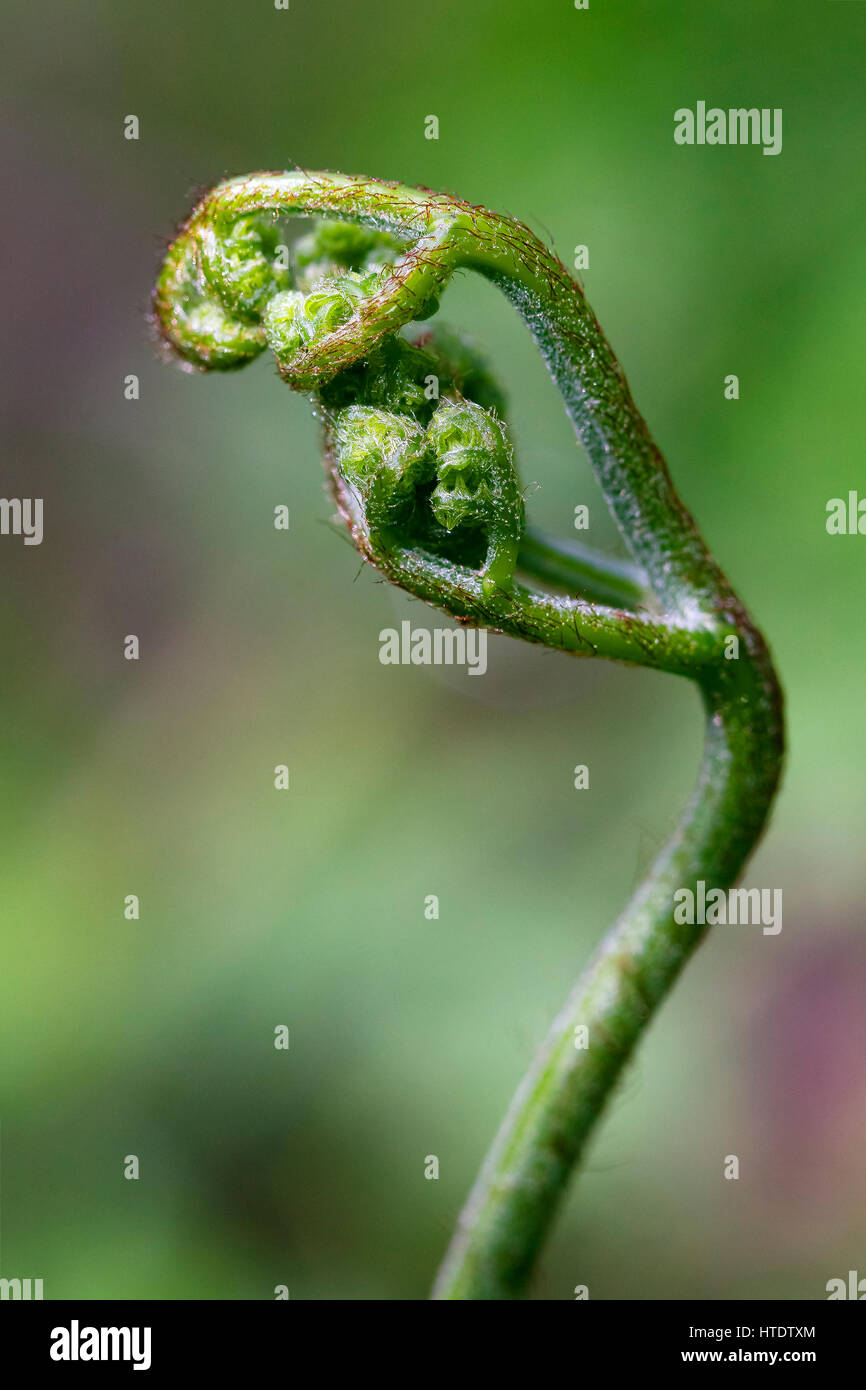Close-up of a fern sprout in the spring Stock Photo - Alamy