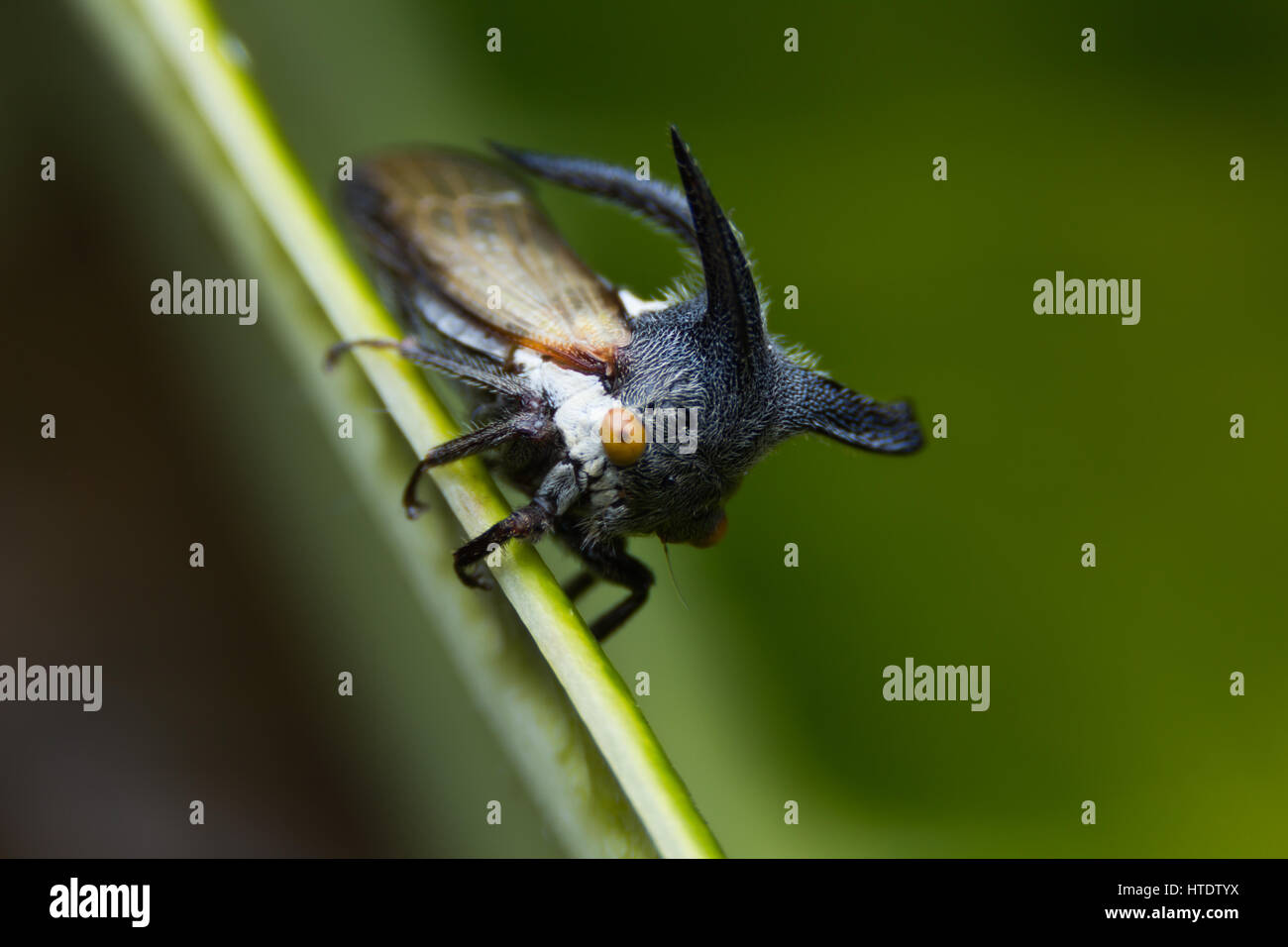 Membracidae hi-res stock photography and images - Alamy