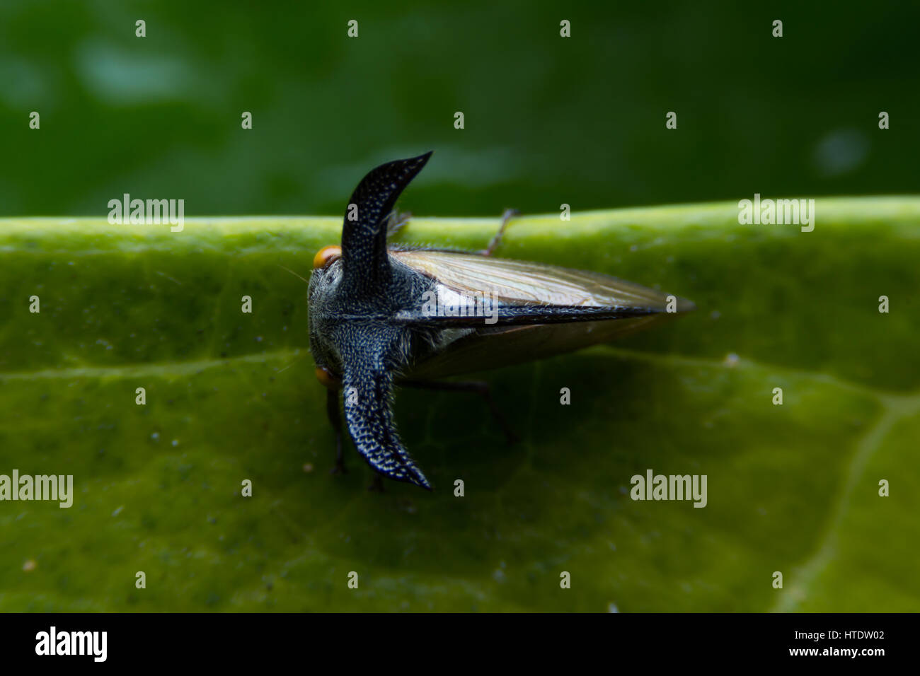 Membracidae hi-res stock photography and images - Alamy