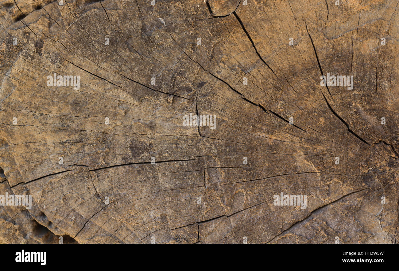 Tree timber texture for background Stock Photo - Alamy