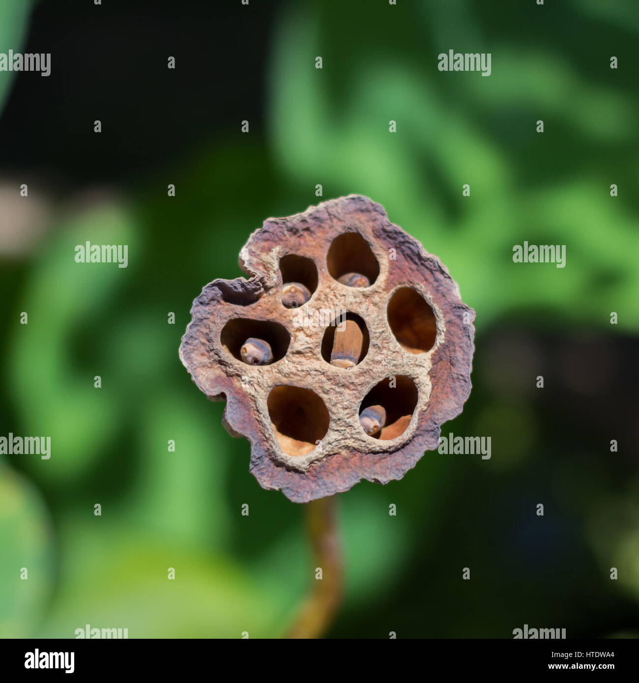 Lotus seed pod hi-res stock photography and images - Alamy